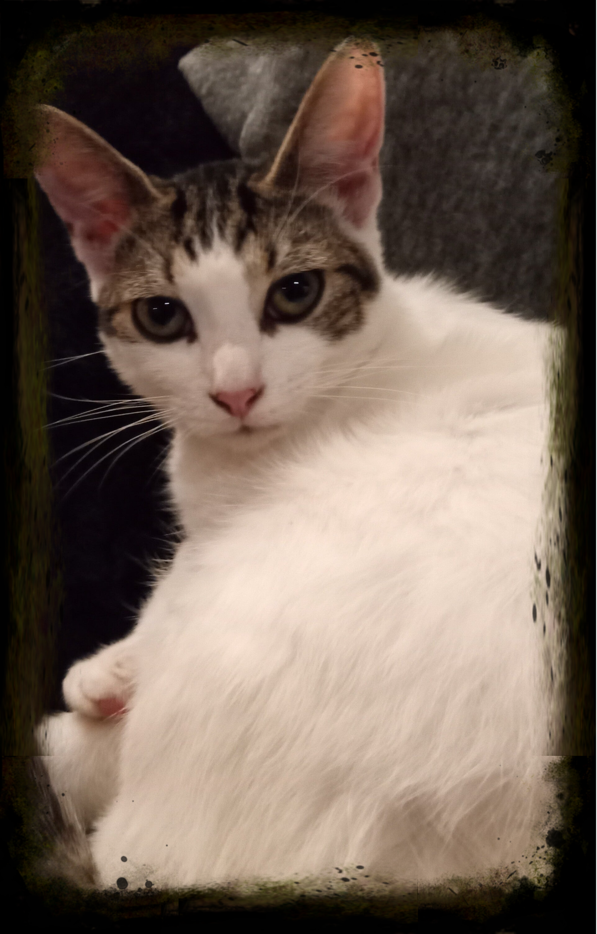 Empress Legacy Agency LLC