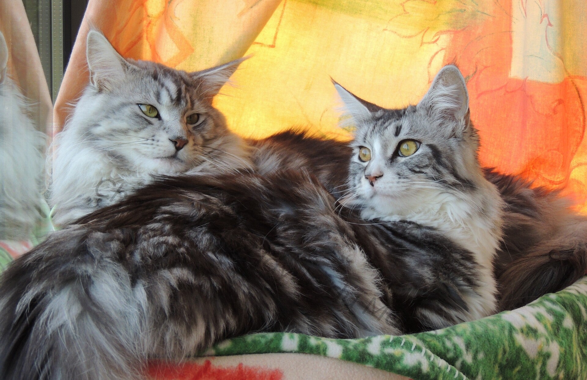 Elevage Maine Coon Bretagne