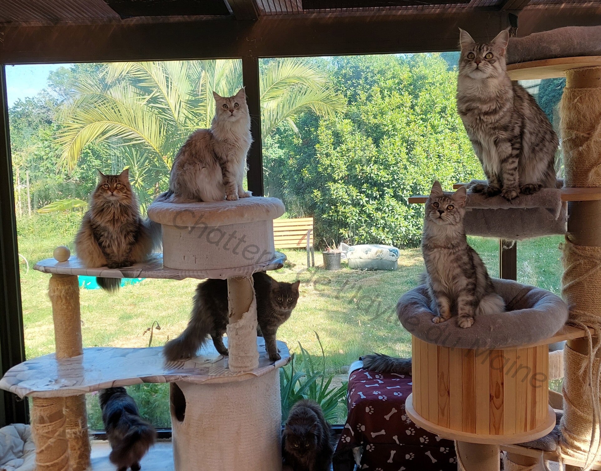 Elevage Maine Coon Bretagne