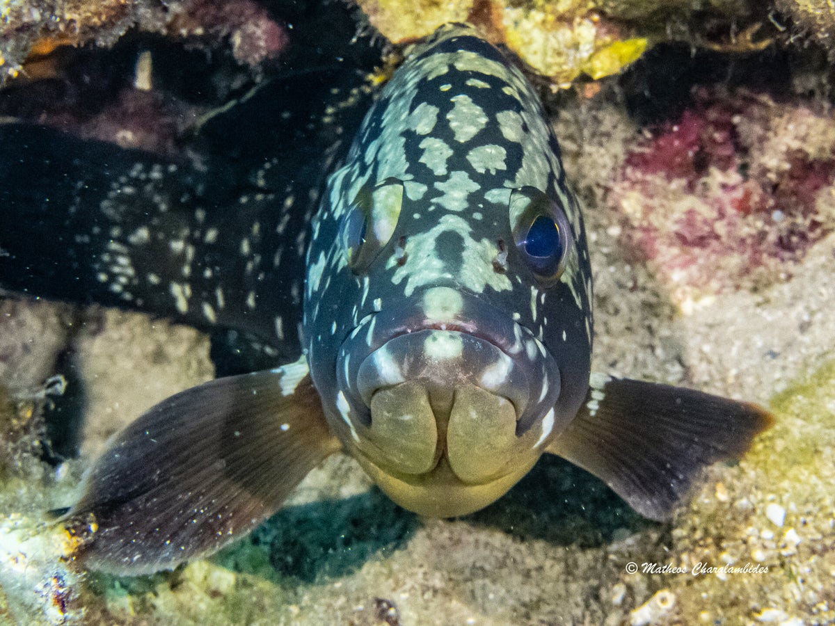 Cyprus Marine Life