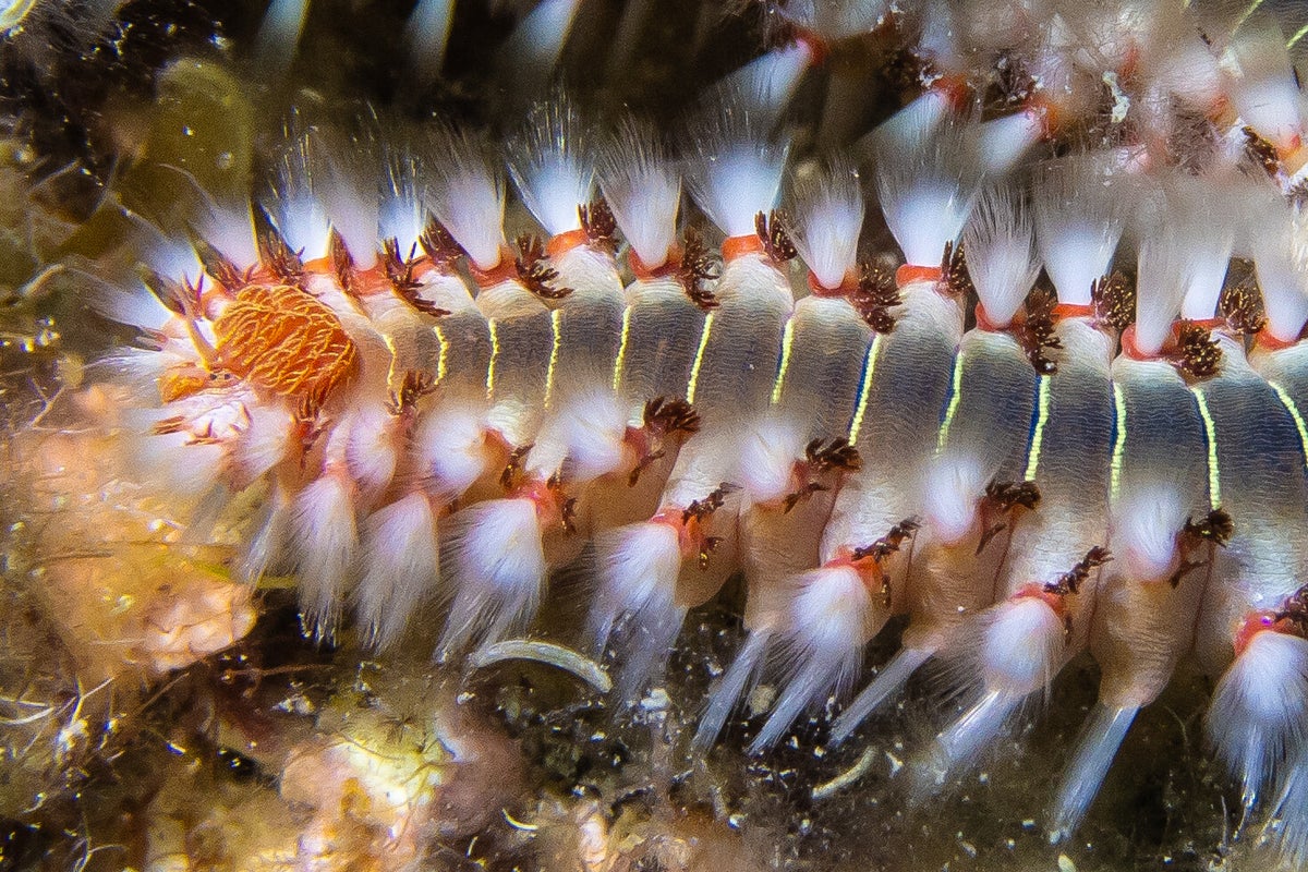 Cyprus Marine Life