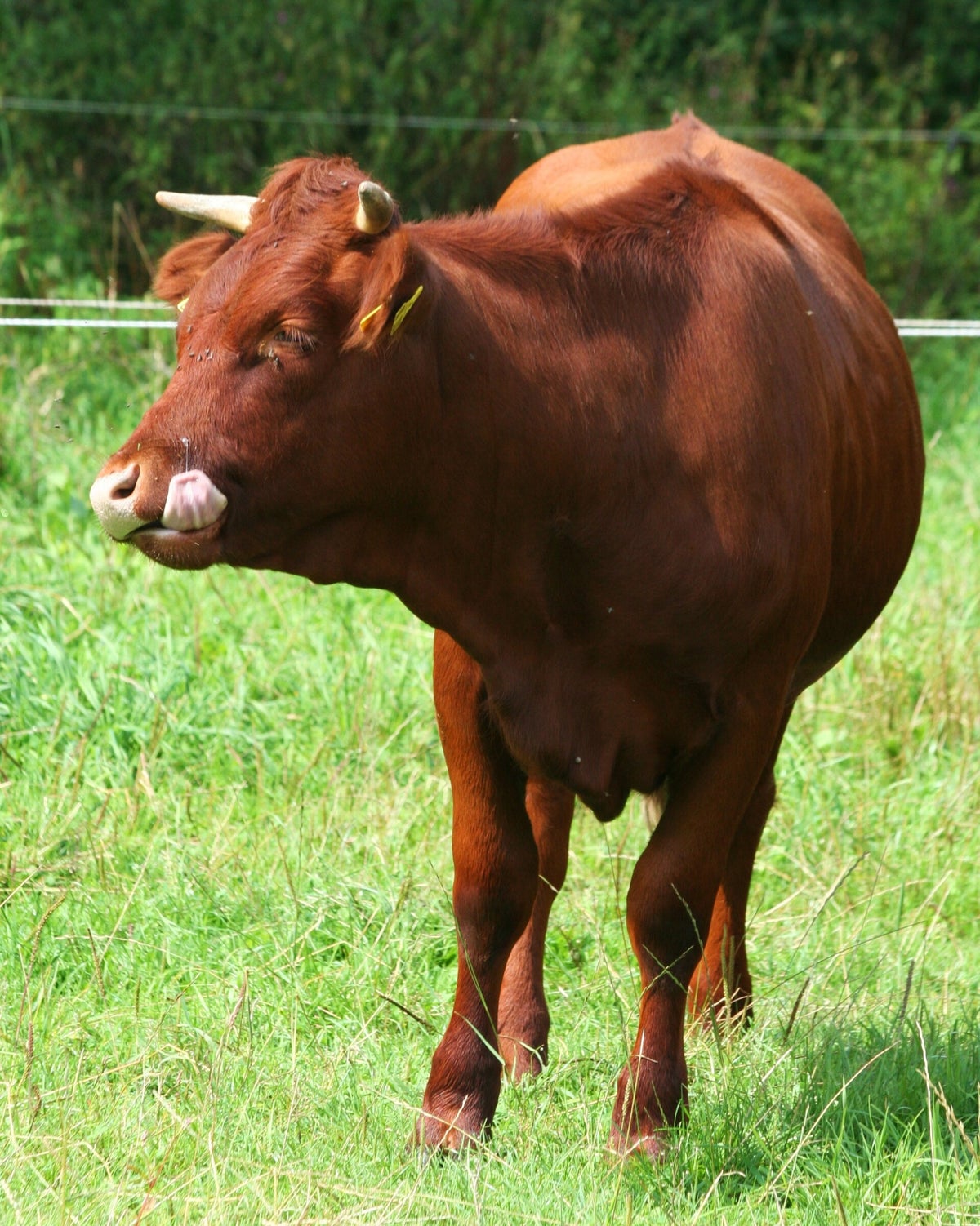 Vogelsberger rund / Soorten | De koe