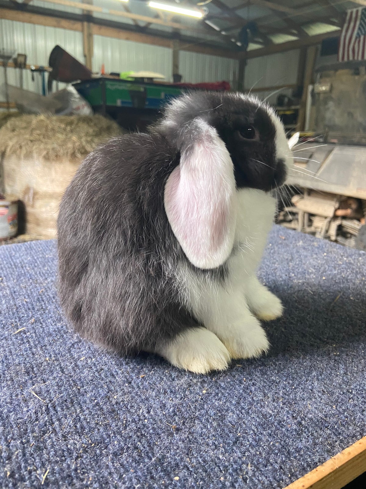 Rabbit Color Genetics