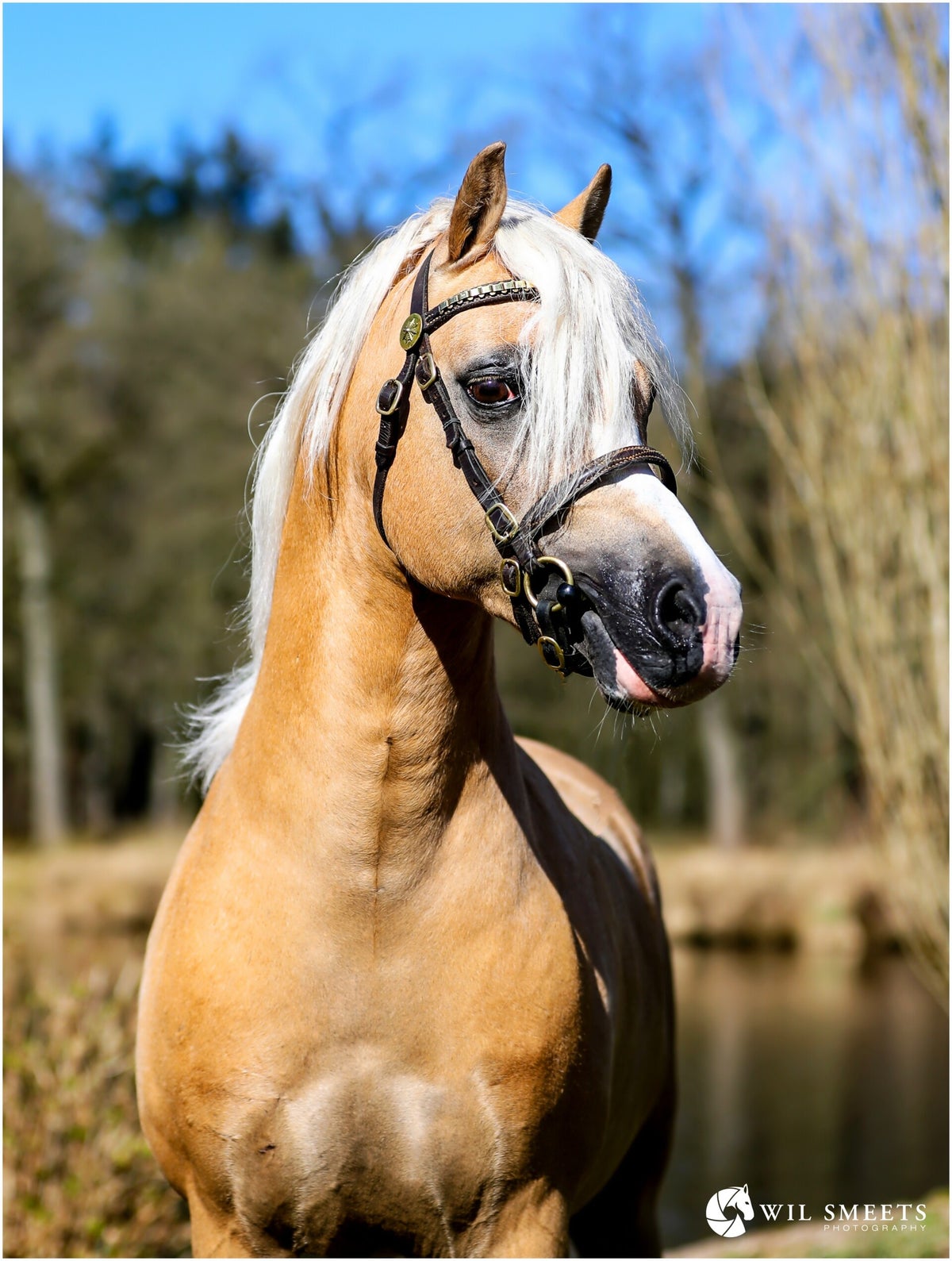 Welsh Ponies / Portfolio | Wil Smeets Horse Photography