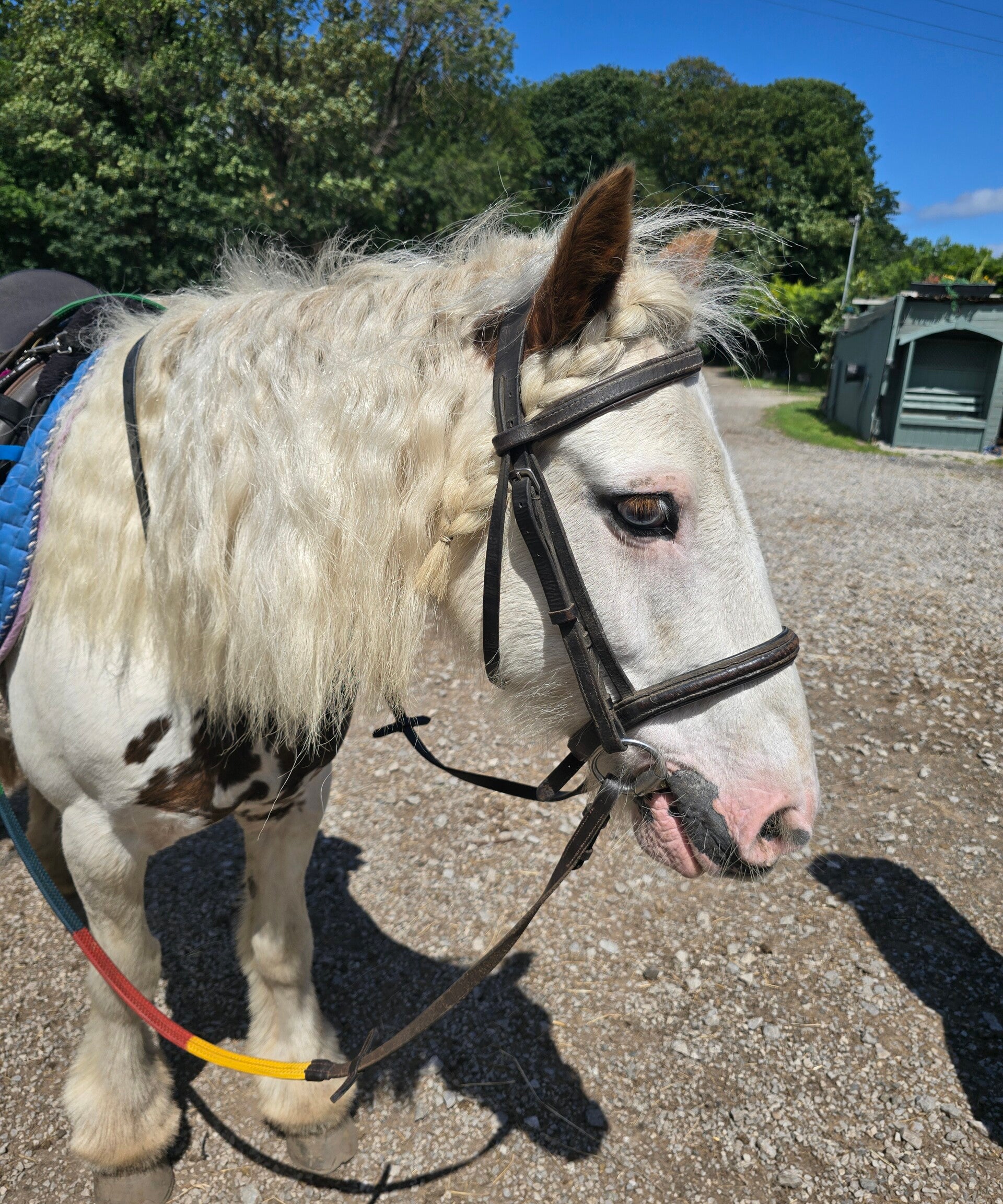 Bridlewood Equestrian Centre