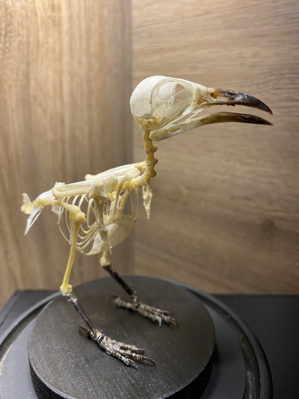 Vogelskelet "Pycnonotus aurigaster" | Vie de Vue