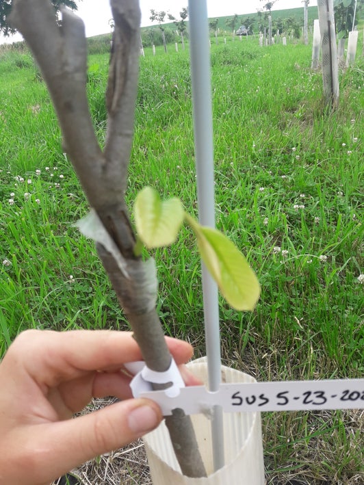 Classes | Olivia's Orchard