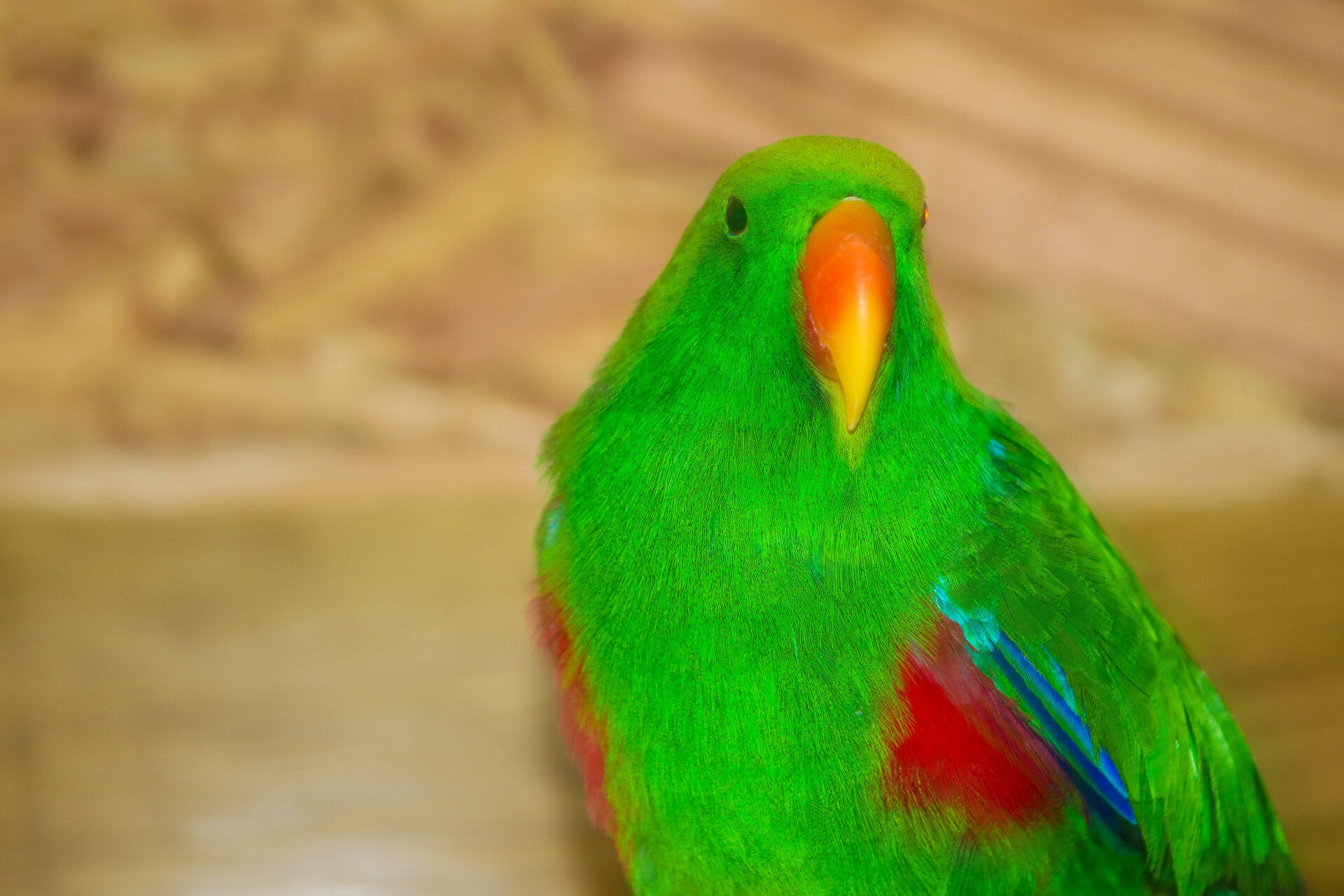 Adoptions | Association Perroquet La Colonie des becs crochus