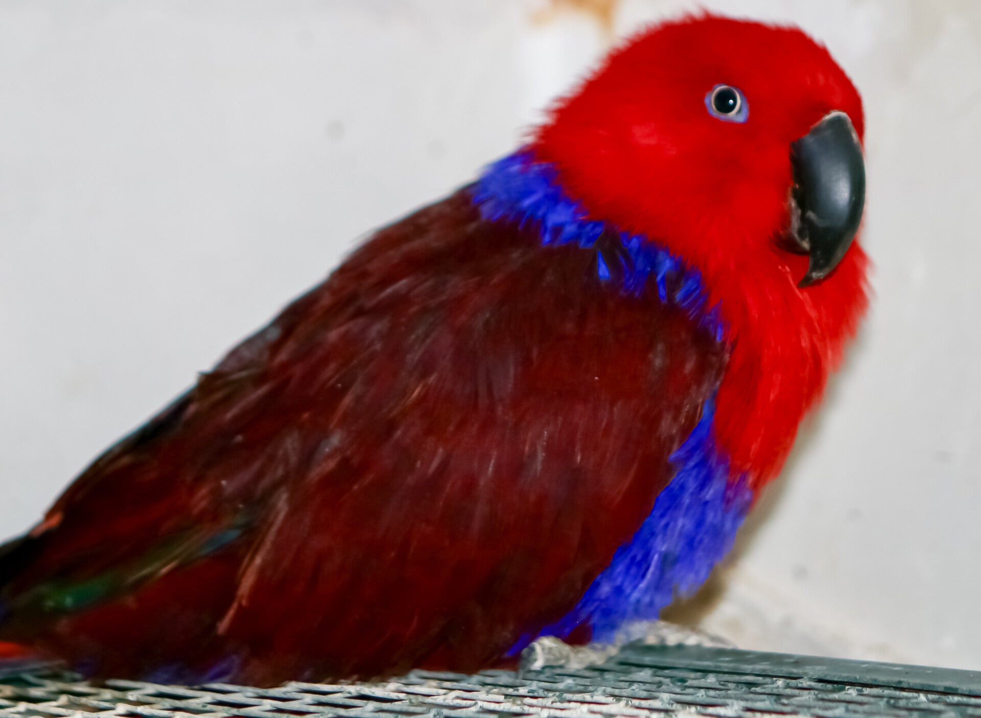 Adoptions | Association Perroquet La Colonie des becs crochus