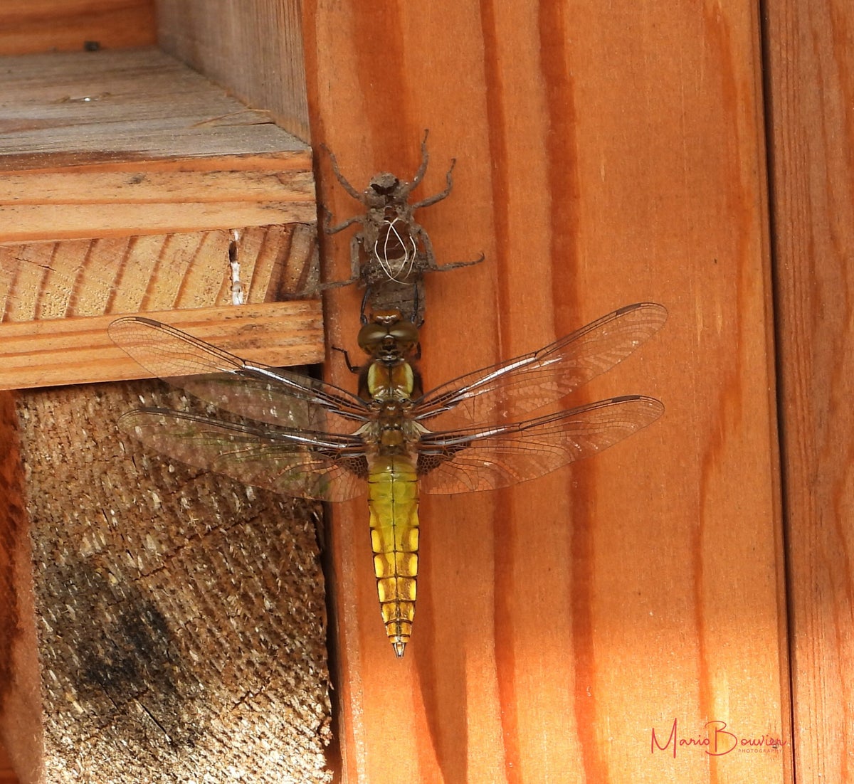 Photos insectes | Mario Bouvier