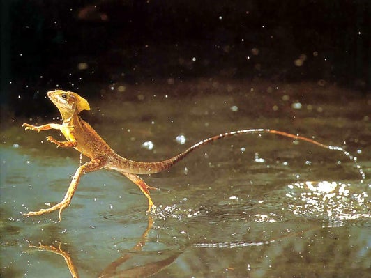 The Lizard That Can Run on Water!!! / Blog posts | L.A.D Reptile