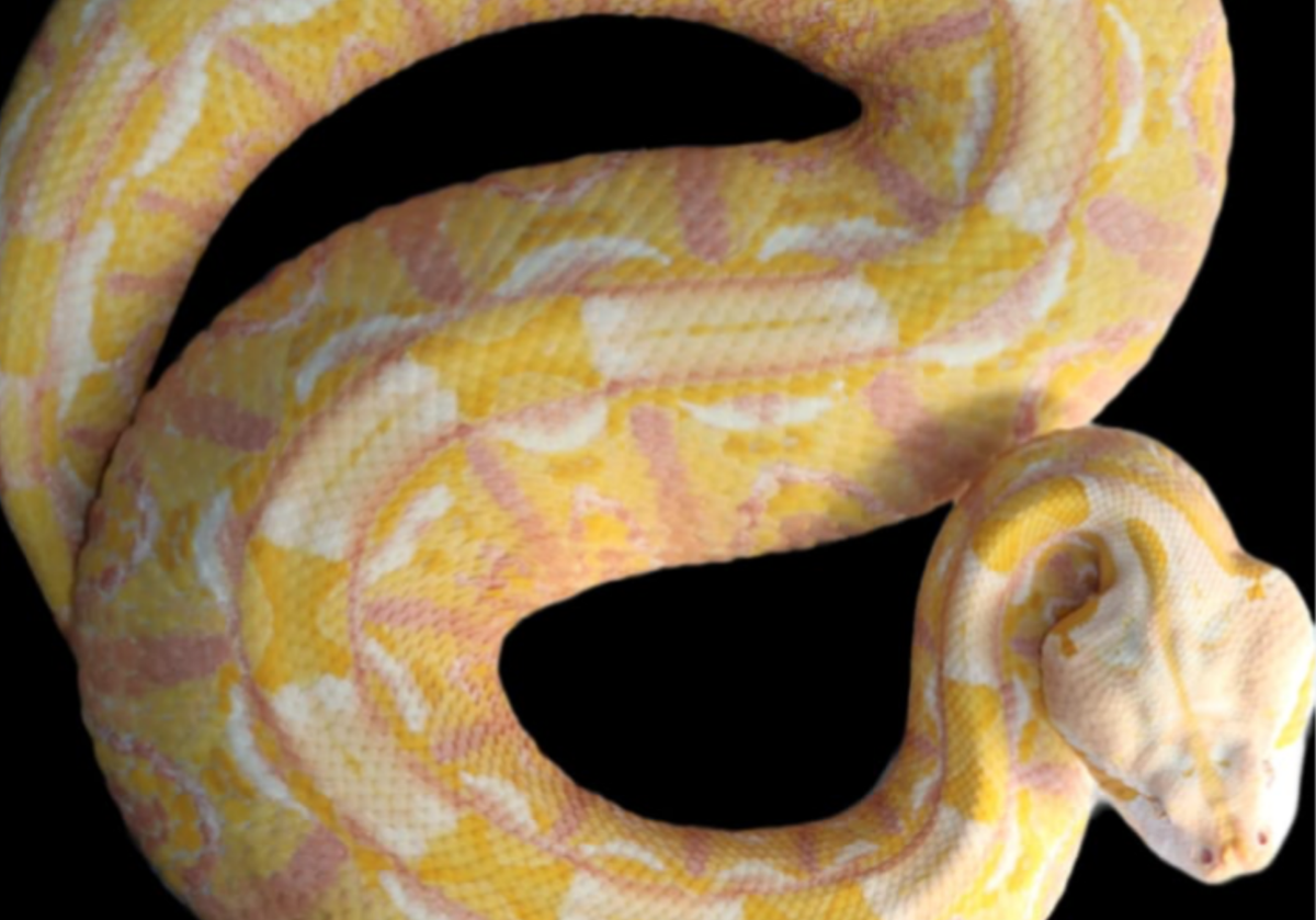 Rarest venomous snakes in the world! / Blog posts | Sentinel Online ...