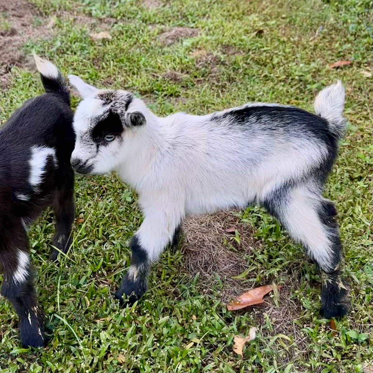 2023 Kids 2 / Past Kids | Painted Feather Goats