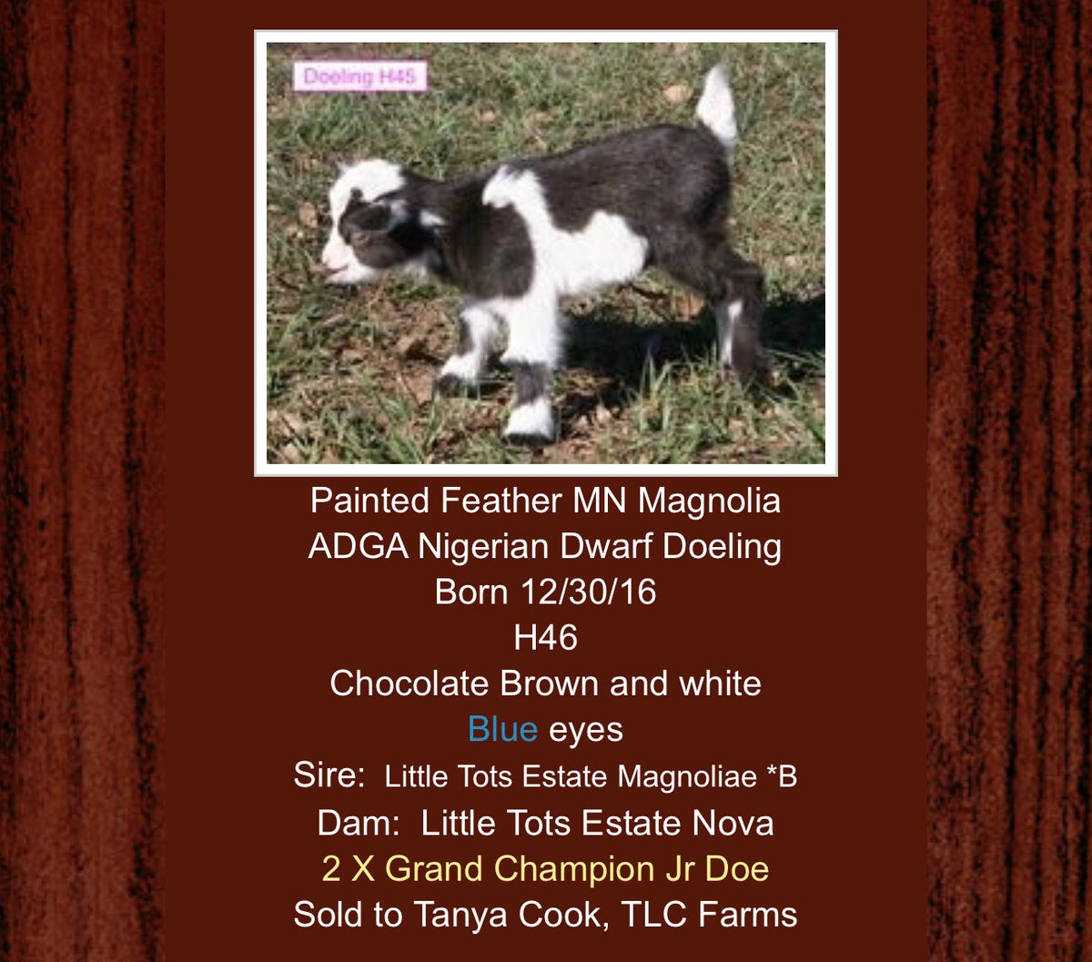 2016 Kids / Past Kids | Painted Feather Goats