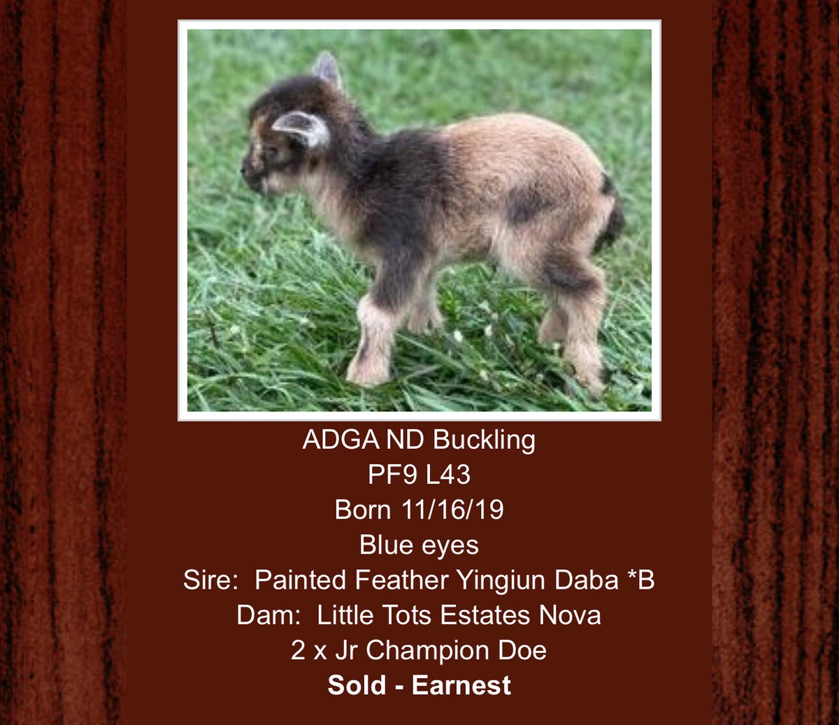 2019 Kids / Past Kids | Painted Feather Goats