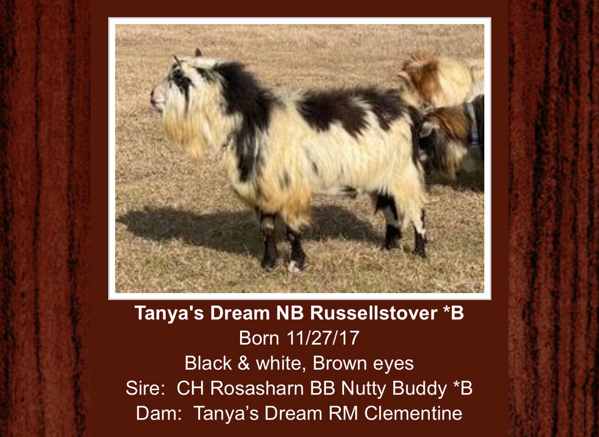 Reference Bucks | Painted Feather Goats