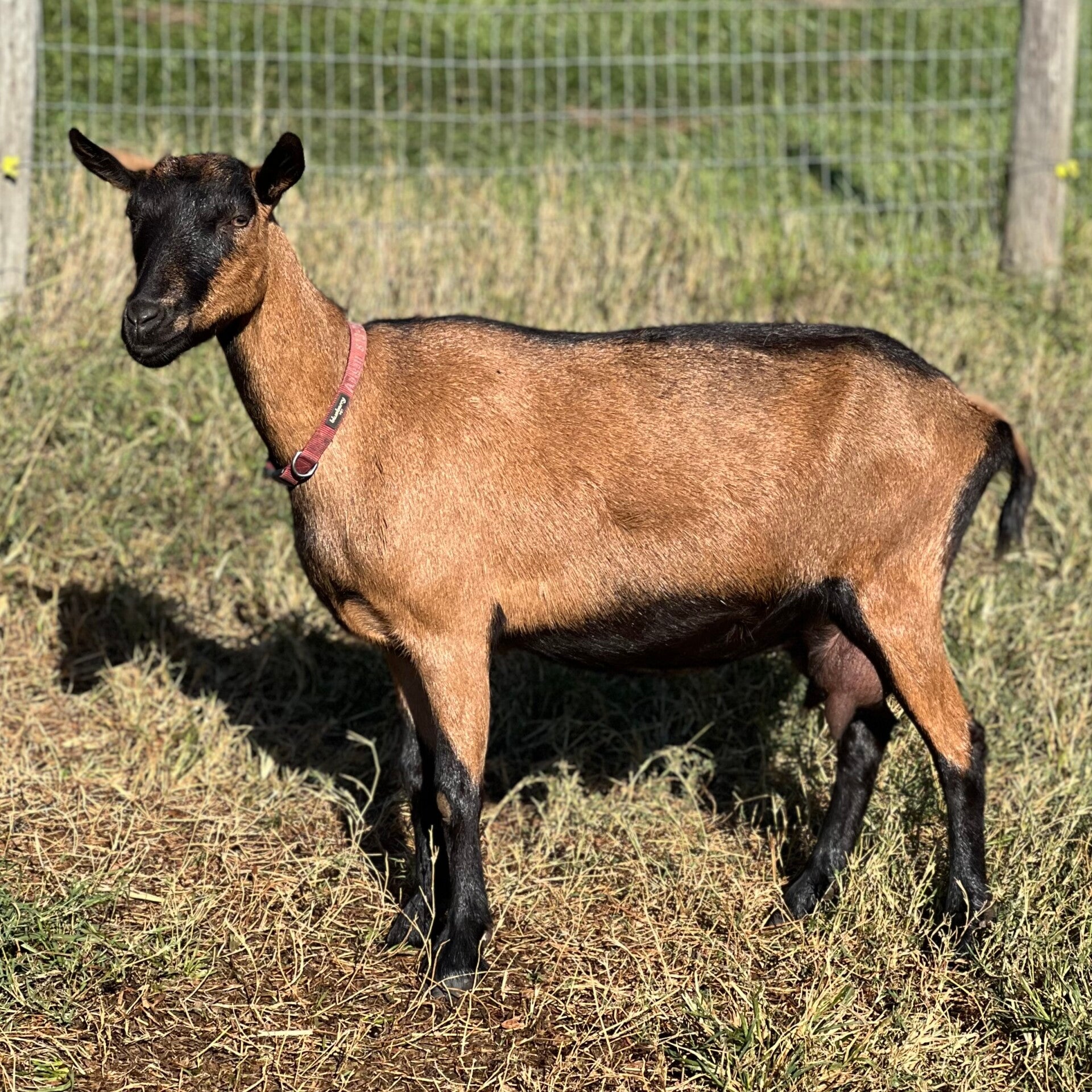 Full Size Dairy Goats | Painted Feather Goats