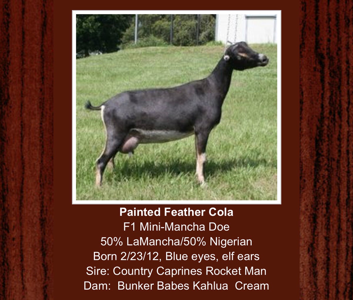 Reference Does | Painted Feather Goats