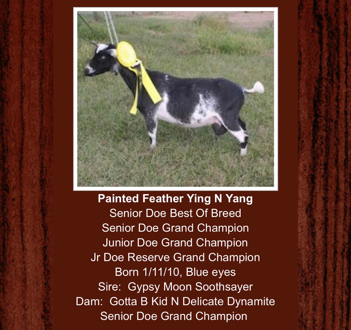 Reference Does | Painted Feather Goats