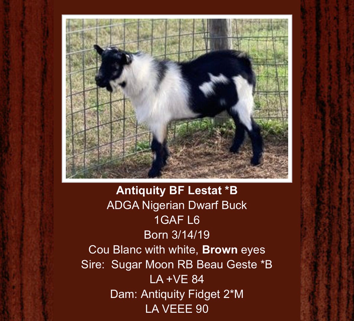 Reference Bucks | Painted Feather Goats