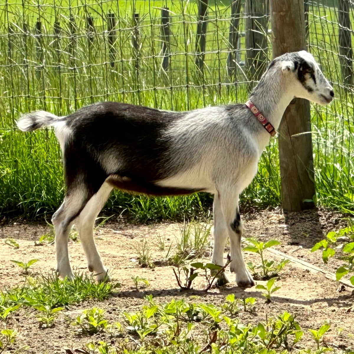 Mini Dairy Goats | Painted Feather Goats