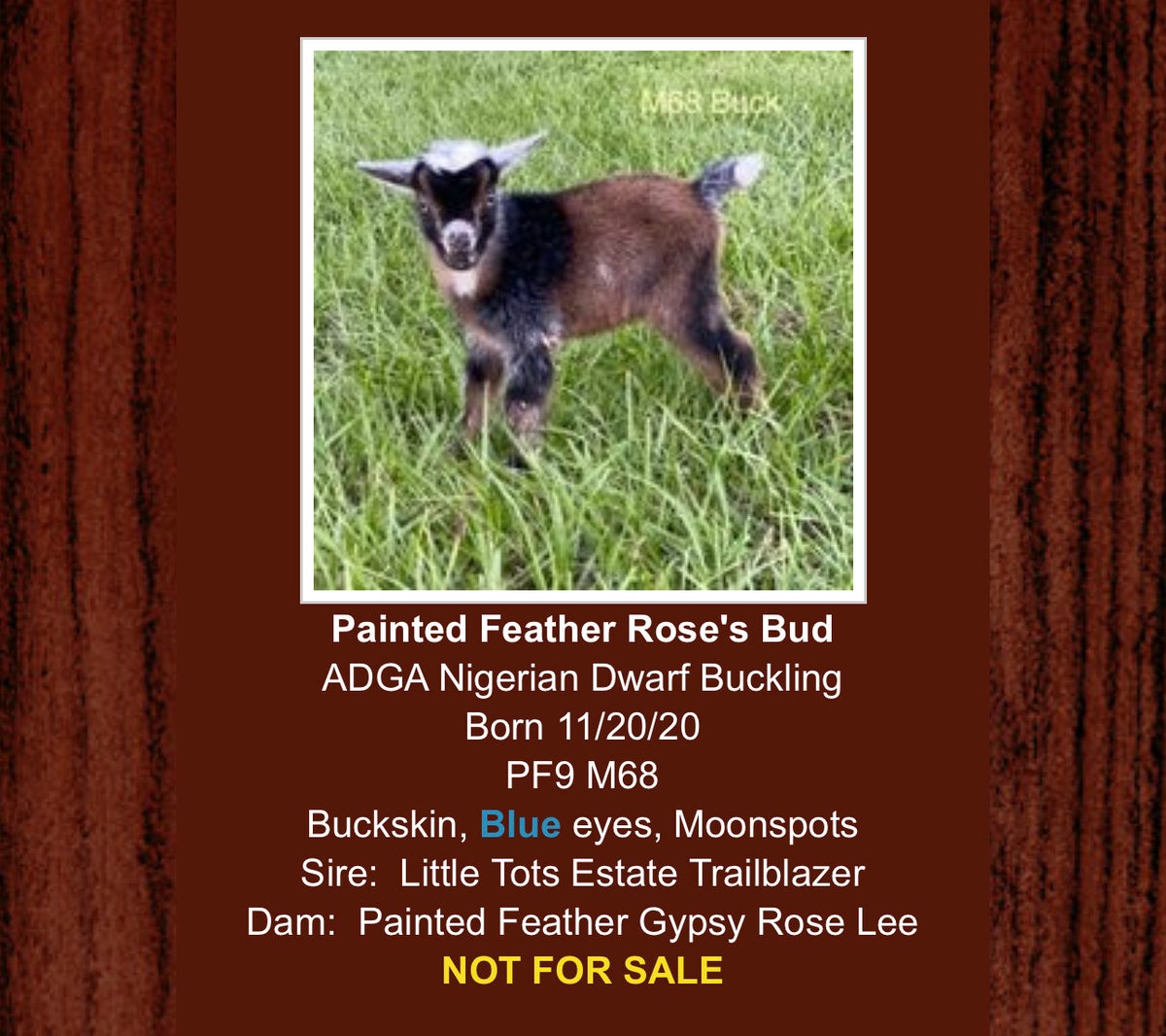 2020 Kids / Past Kids | Painted Feather Goats