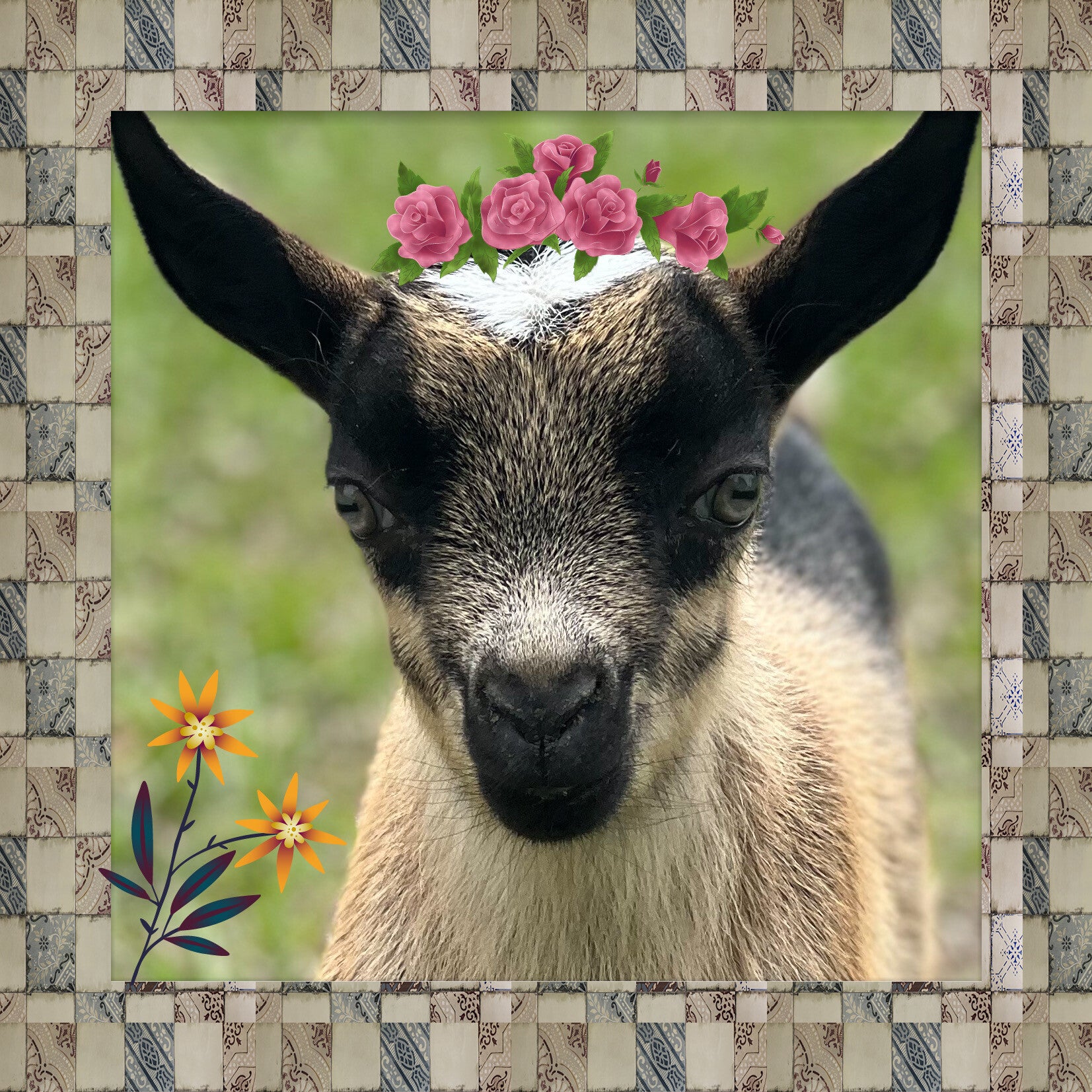 Painted Feather Goats