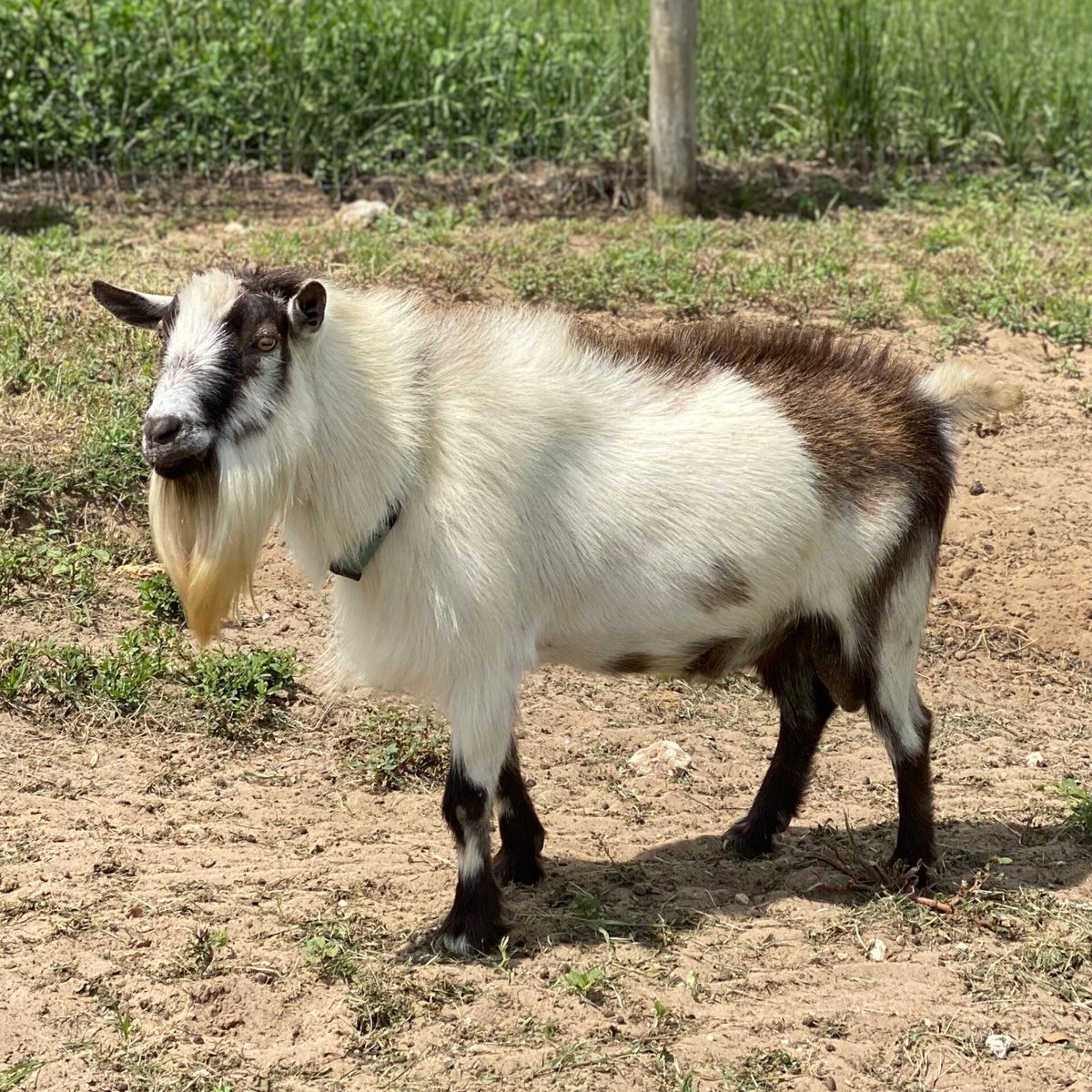 ND Bucks | Painted Feather Goats