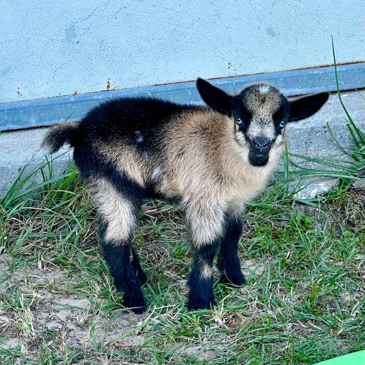 New Kids | Painted Feather Goats