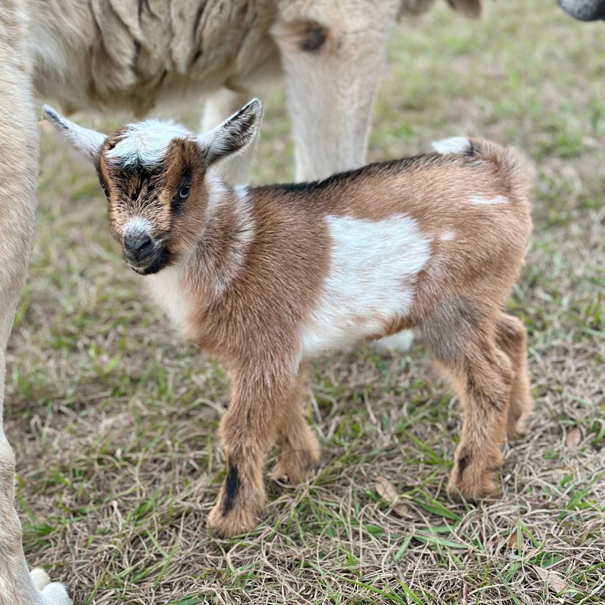 New Kids | Painted Feather Goats