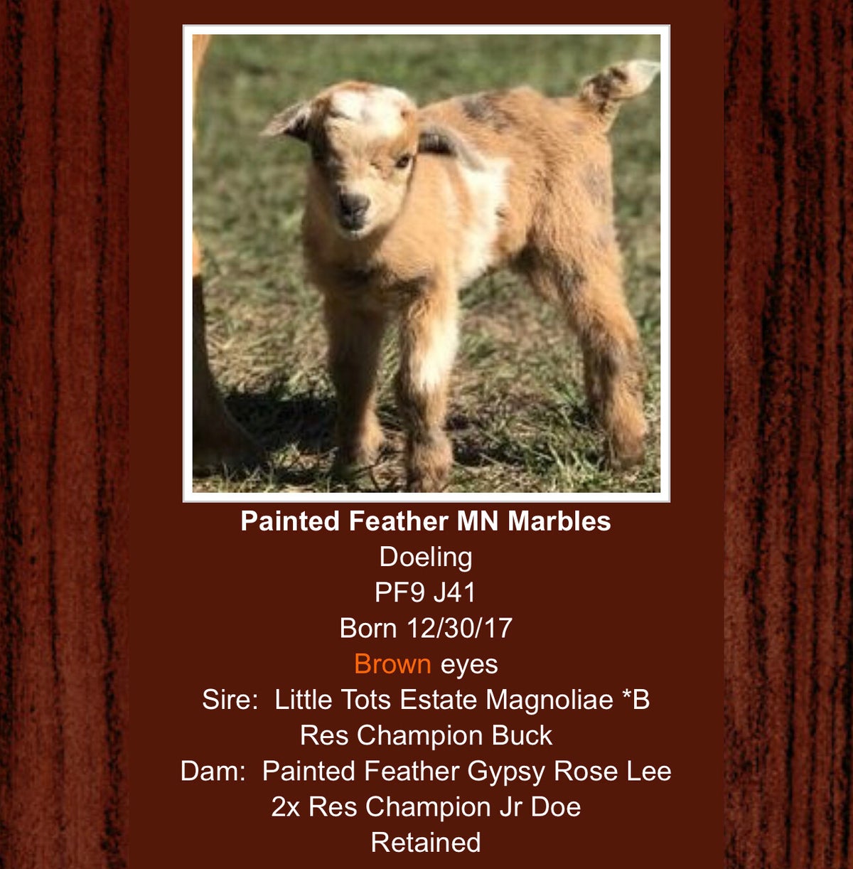 2017 Kids / Past Kids | Painted Feather Goats