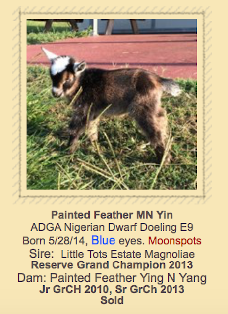 2014 Kids / Past Kids | Painted Feather Goats