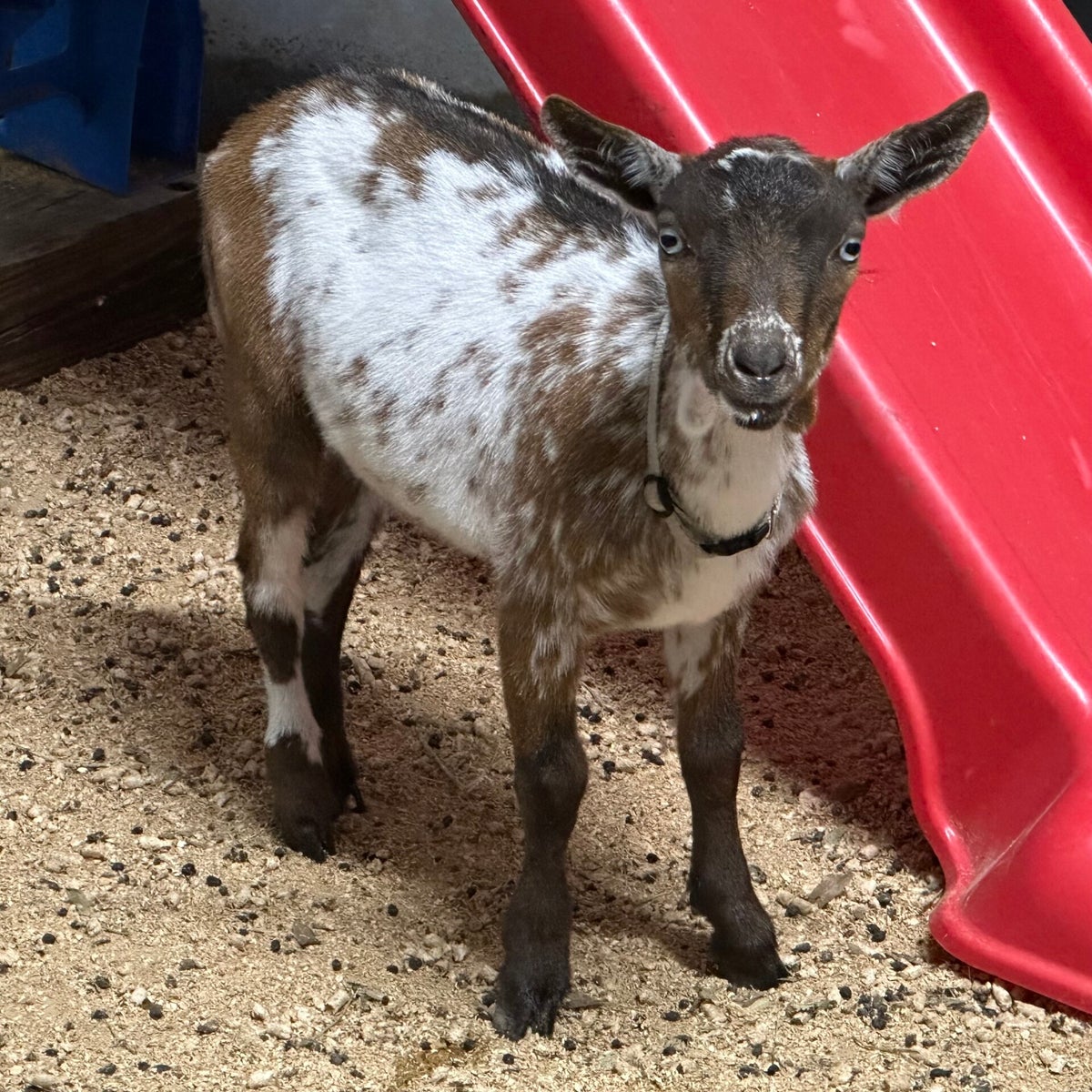 ND Bucks | Painted Feather Goats