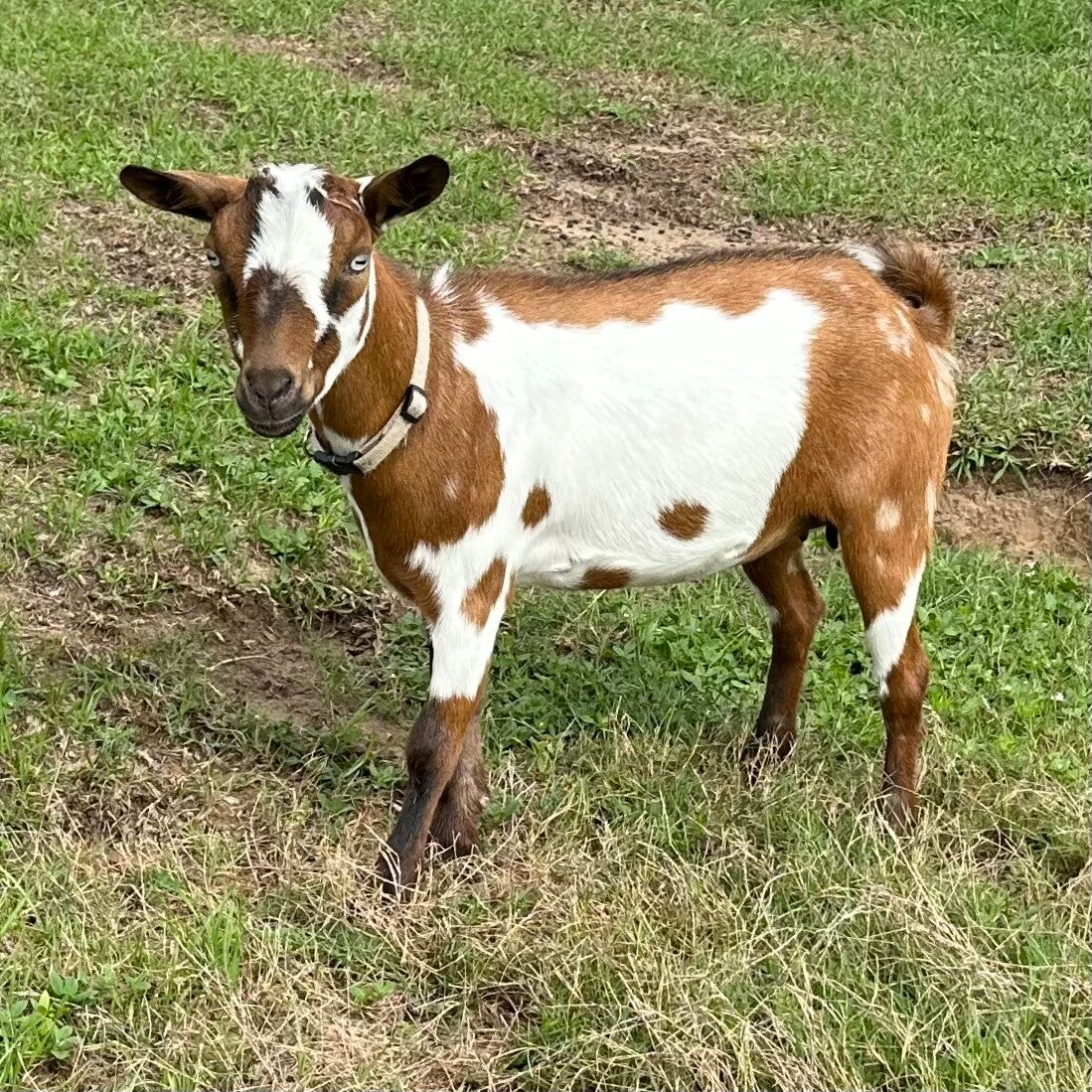 ND Junior Does | Painted Feather Goats