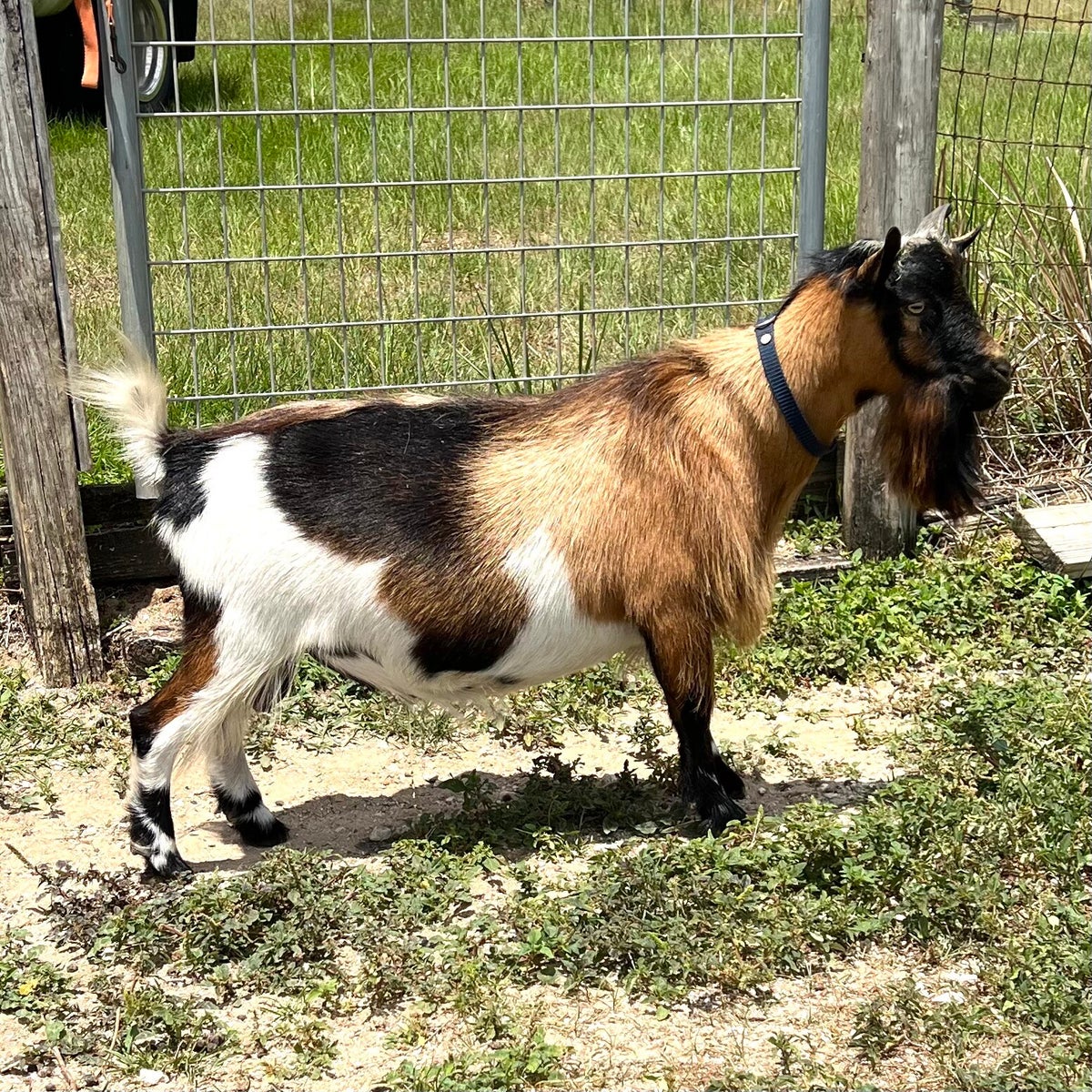 ND Bucks | Painted Feather Goats