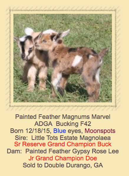 2015 Kids / Past Kids | Painted Feather Goats