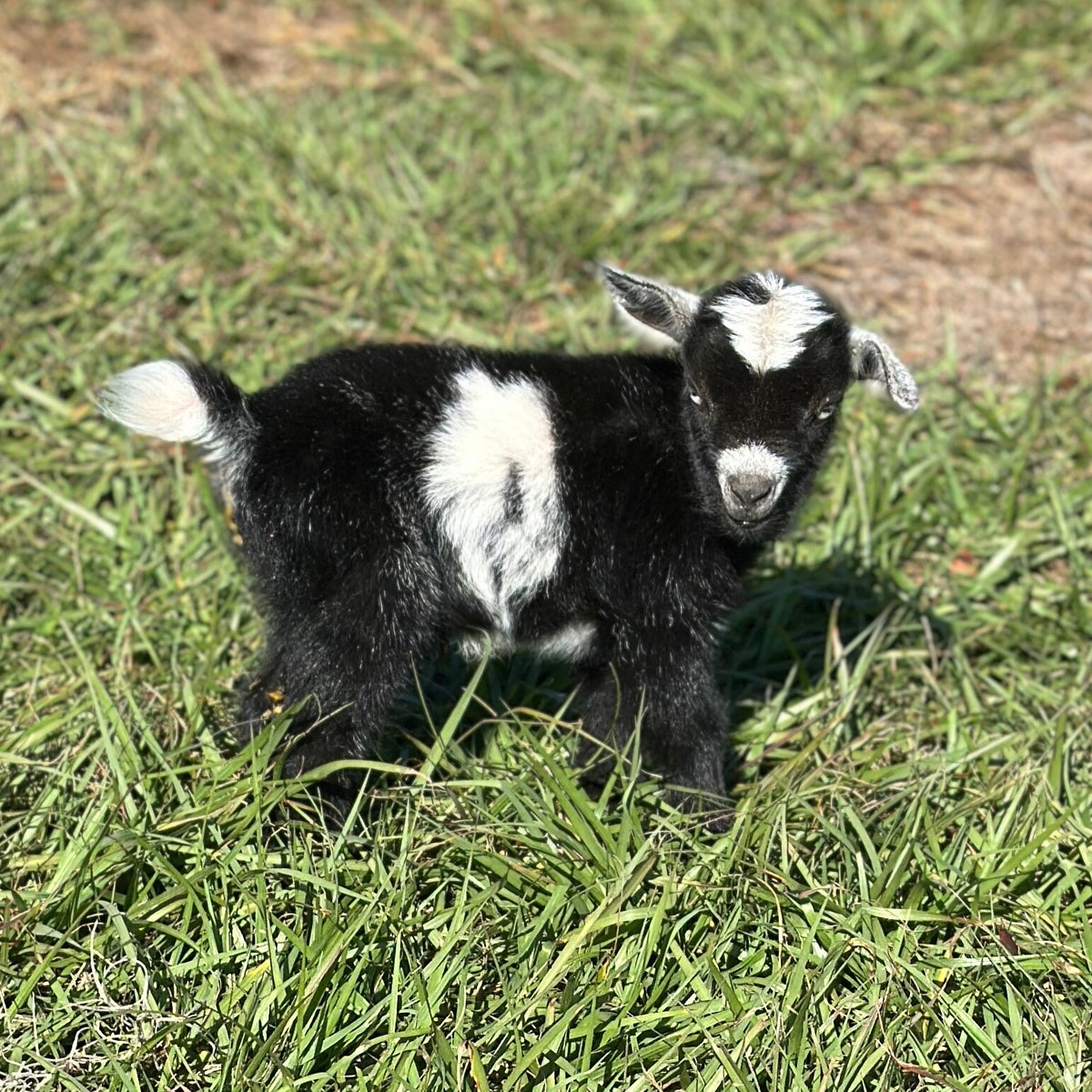 New Kids | Painted Feather Goats
