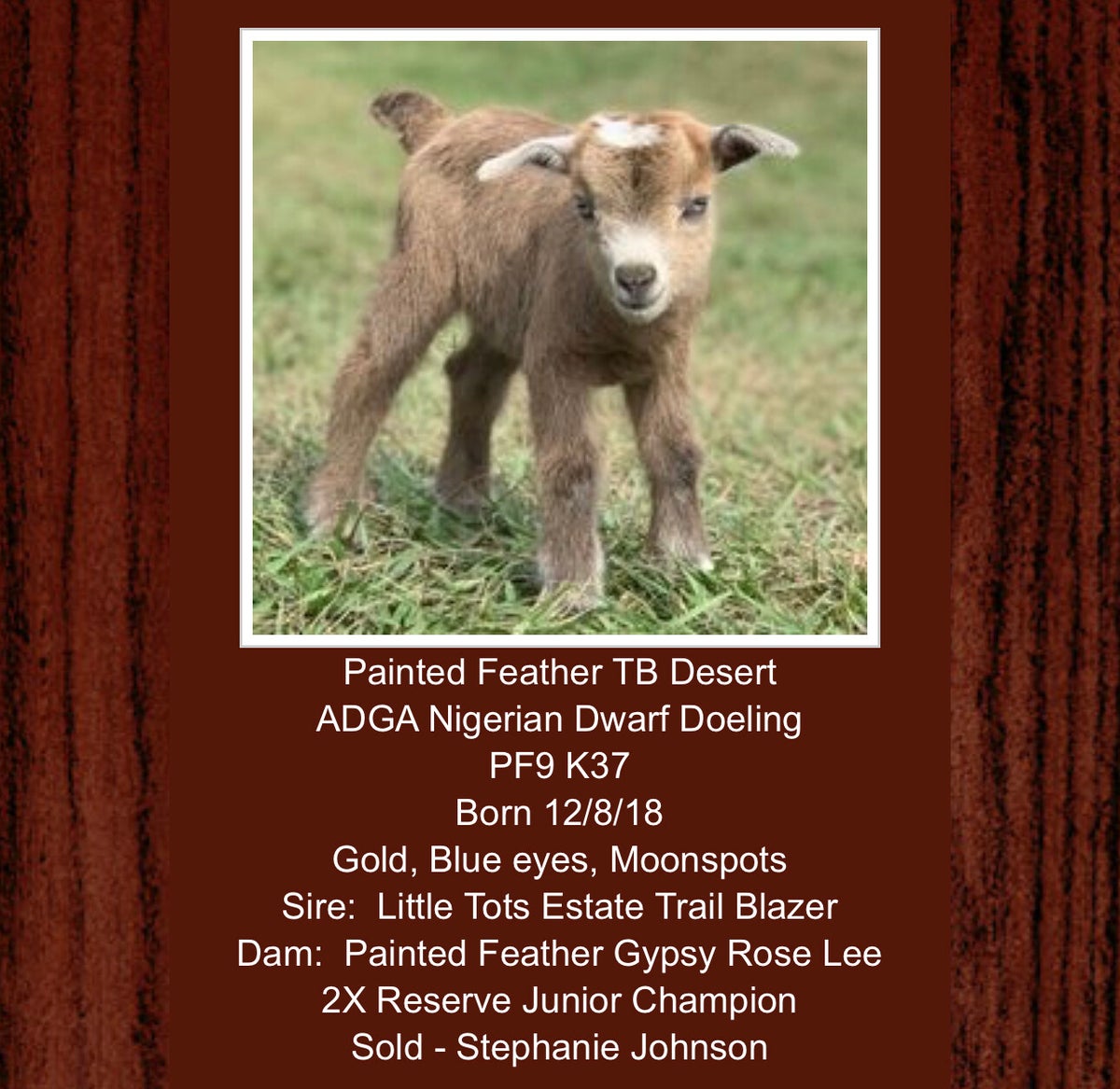 2018 Kids / Past Kids | Painted Feather Goats