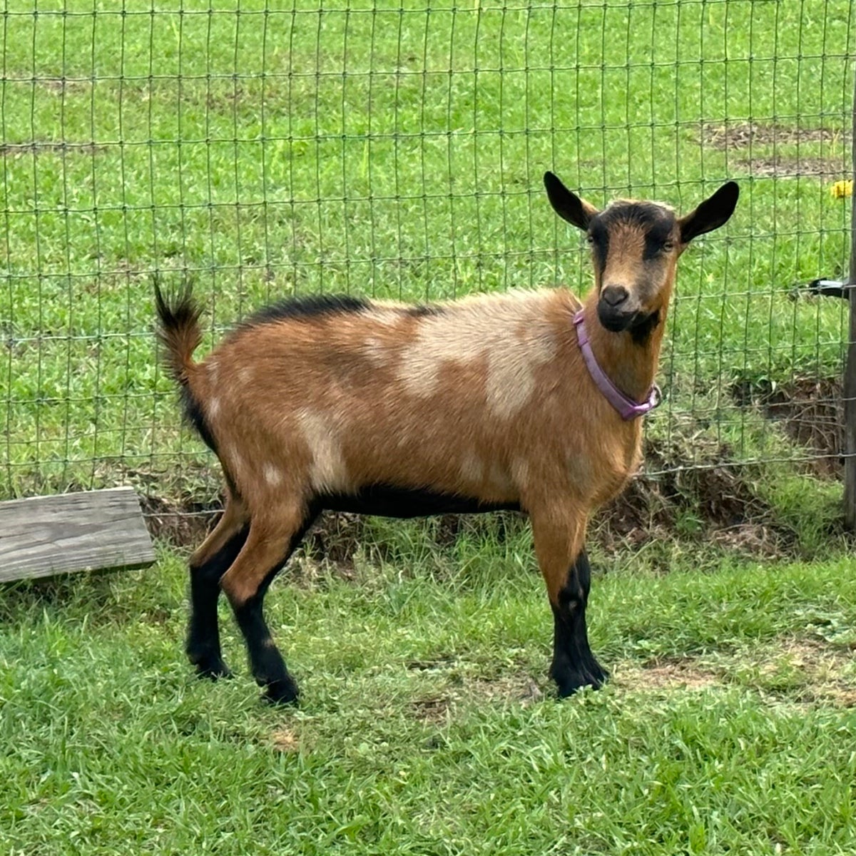 ND Senior Does | Painted Feather Goats
