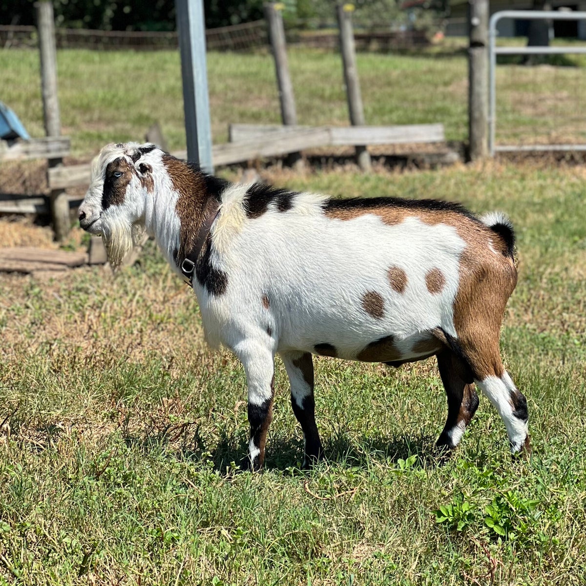 Mini Dairy Goats | Painted Feather Goats