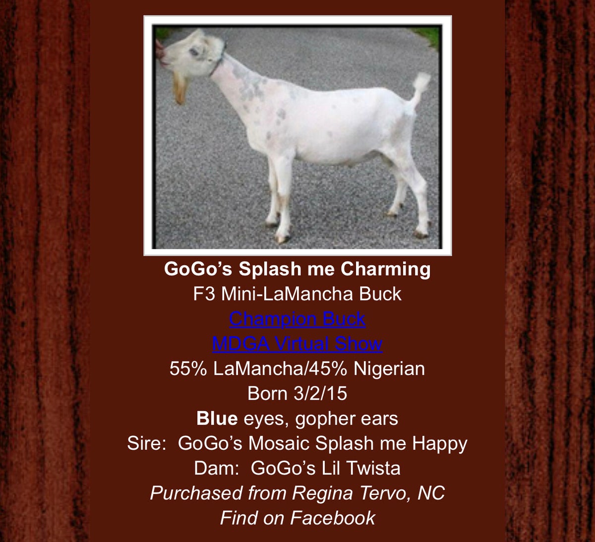 Reference Bucks | Painted Feather Goats