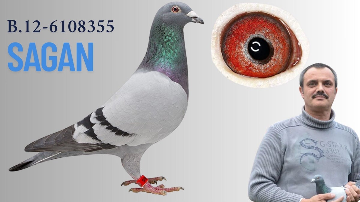 Pigeon Boss