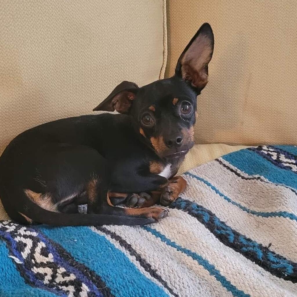 Luvin Pawz Rescue Inc