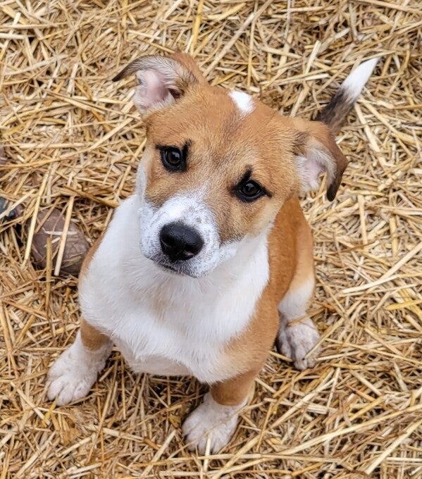 Luvin Pawz Rescue Inc