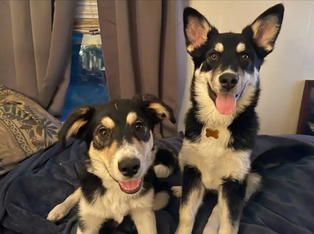 Luvin Pawz Rescue Inc