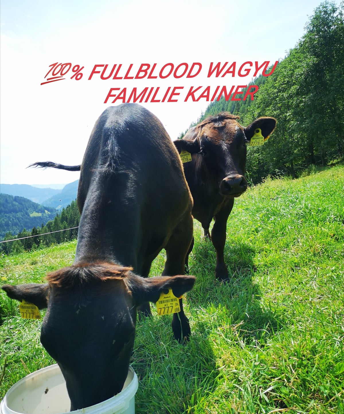 Unsere Rinder | WAGYURINDER - FAMILIE KAINER