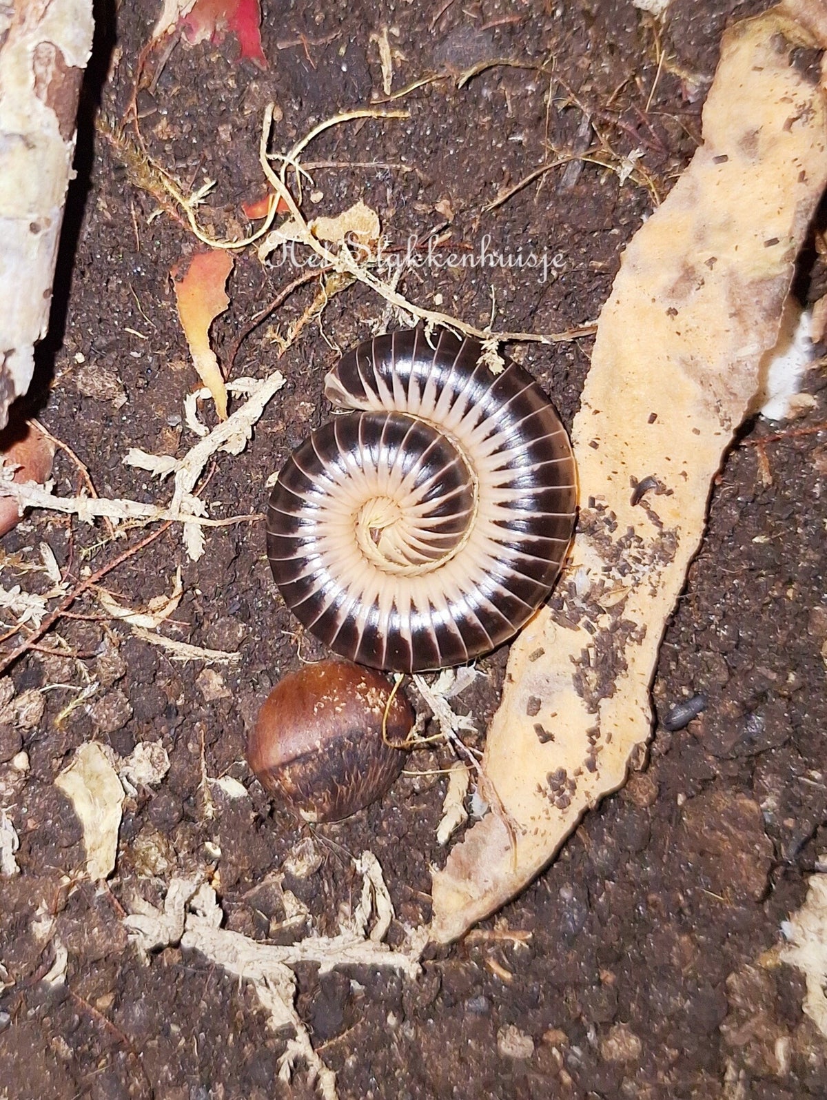 Florida Ivory Millipede Chicobolus spinigerus / Miljoenpoot info / Info ...
