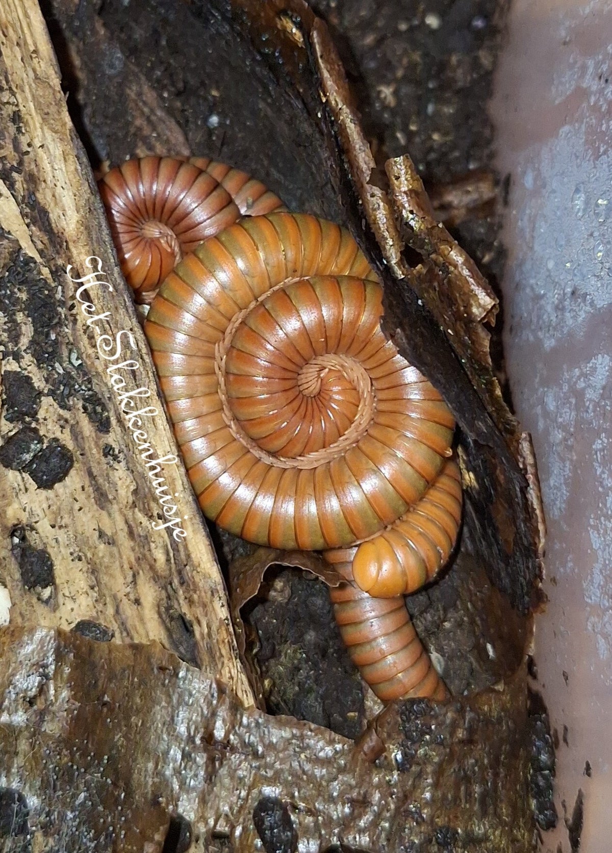 SPIROSTREPTUS SP. 1 / Miljoenpoot info / Info over de insecten die we ...