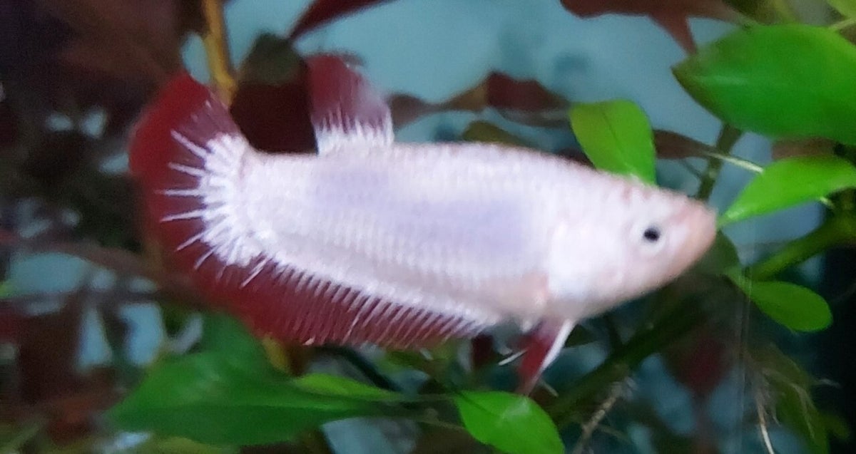 Betta Red Dragon Super-Delta (Mâle)