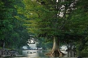 Events / About Us | Sheltering Tree Earth Media